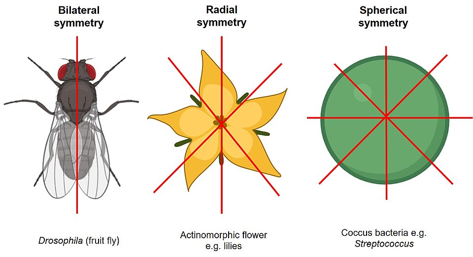 How to design more imaginative yet scientifically plausible fantasy ...